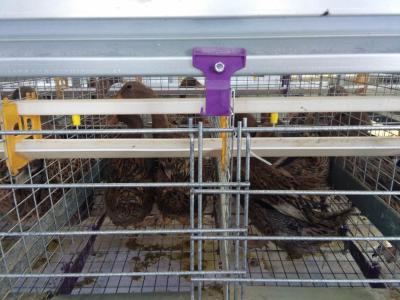 Cina Pollame galvanizzato immerso caldo Duck Cage/anti gabbia per polli della ruggine per le anatre dell'uovo in vendita