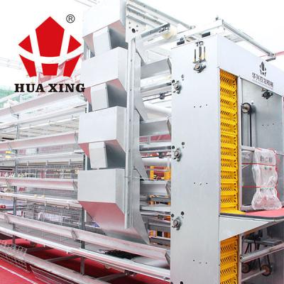 Cina Uova che raccolgono l'attrezzatura di avicoltura di strato, attrezzatura costante di automazione del pollame in vendita