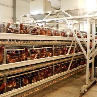 Cina Potente un tipo gabbia del pollo di strato per la vendita dell'uovo dell'azienda agricola della larga scala facile da pulire in vendita