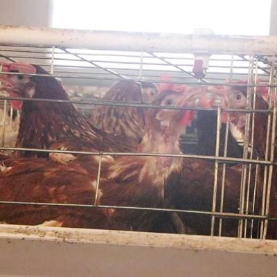 Cina Potente un tipo gabbia del pollo di strato per la vendita dell'uovo dell'azienda agricola della larga scala facile da pulire in vendita