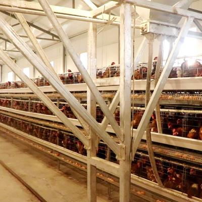 Cina Potente un tipo gabbia del pollo di strato per la vendita dell'uovo dell'azienda agricola della larga scala facile da pulire in vendita
