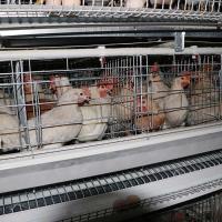China Durable A Type Layer Chicken Cage System Automatic Control IS9001 Approval for sale