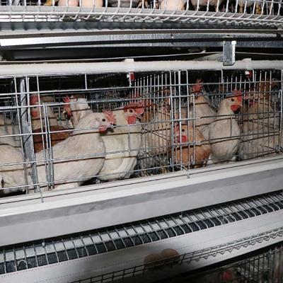 Cina Bene durevole un tipo approvazione di controllo automatico IS9001 del sistema della gabbia del pollo di strato in vendita
