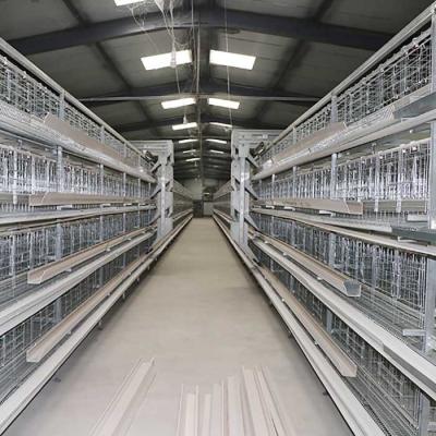 Cina 3 / 4/5 gabbia dell'azienda avicola di strato di Tires, gabbie su ordinazione della gallina di batteria di potere in vendita