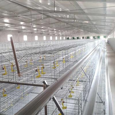 Cina Gabbia in batteria resistente per i polli da arrosto, gabbia automatica di Corrision del pollo di tecnologia di controllo ciao in vendita