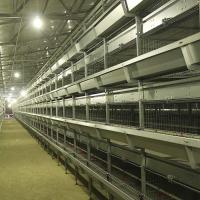 China 195 * 50 * 35CM Chick Brooder Cage , High Efficiency Cage Layer Farming for sale