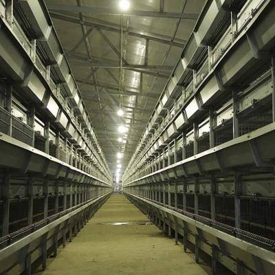 Cina Meno gabbia dell'interno del pollo di spreco dell'alimentazione, gabbia dell'azienda avicola di alimentazione automatica in vendita