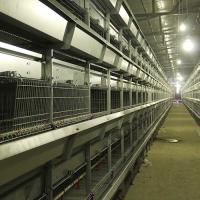 China 195 * 50 * 35CM Chick Brooder Cage , High Efficiency Cage Layer Farming for sale