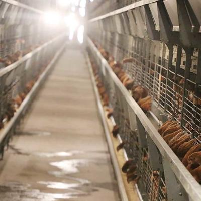 China De hete Ondergedompelde Gegalvaniseerde Kooien van de Draadkip, het Commerciële Materiaal van de Kippenverwerking Te koop