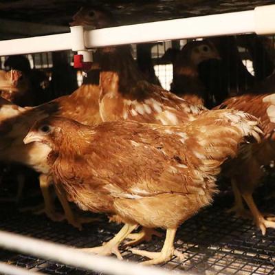 Cina La gabbia del pollo di strato del filo di acciaio Q235 progetta con sistema d'alimentazione/bevente in vendita