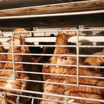 China De hete Ondergedompelde Gegalvaniseerde Kooien van de Draadkip, het Commerciële Materiaal van de Kippenverwerking Te koop