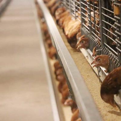 China De hete Ondergedompelde Gegalvaniseerde Kooien van de Draadkip, het Commerciële Materiaal van de Kippenverwerking Te koop