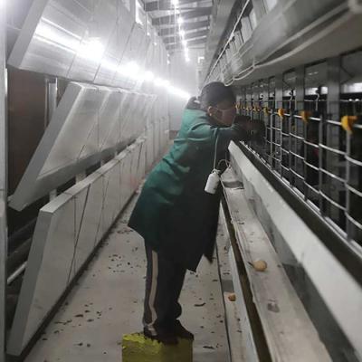 Cina Le gabbie della gallina di strato di alta efficienza, 3 sincronizzano il tipo gabbie in batteria della piramide/H in vendita