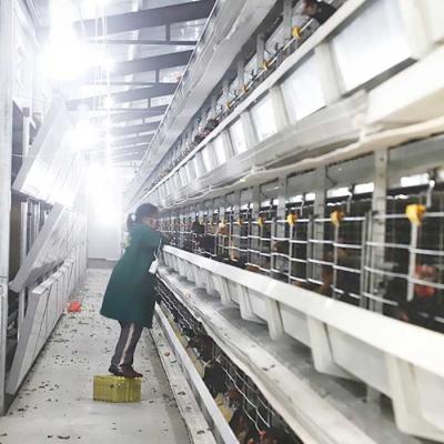 Cina 90 - Sistema della gabbia in batteria di 256 uccelli, gabbie arricchite durevoli per le galline ovaiole in vendita