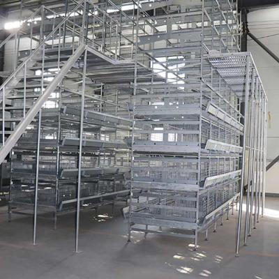 Cina 4 / tipo 5/6/8 di Tires H dimensione delle gabbie 120 * 60 * 70 cm del pollo di strato di strato in vendita