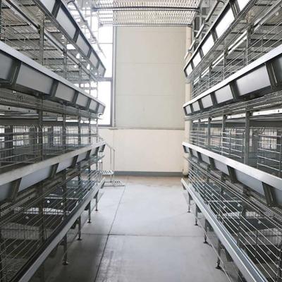 Cina 4 / tipo 5/6/8 di Tires H dimensione delle gabbie 120 * 60 * 70 cm del pollo di strato di strato in vendita