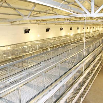 China Galinhas um tipo gaiolas da camada, equipamento de processamento das aves domésticas da eficiência elevada à venda