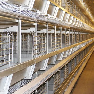 Cina Attrezzatura d'alimentazione del pollo automatico durevole, batteria Hen Cage With Drinking System del pollo in vendita