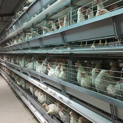 Cina 4 - controllo d'innalzamento della batteria della gabbia del pollo del pollame di 8.5m con il collettore automatico dell'uovo in vendita