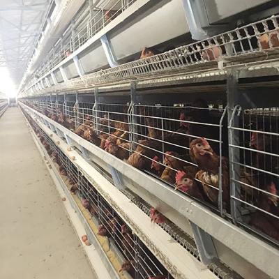 Cina Azienda agricola che solleva risparmio di lavoro di alta efficienza della gabbia del pollo di strato con l'illuminazione in vendita