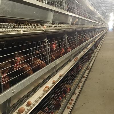 Cina 128 - 256 uccelli/dimensione delle gabbie 120 * 60 * 70cm del pollo strato dell'insieme con l'alimentatore corrente in vendita