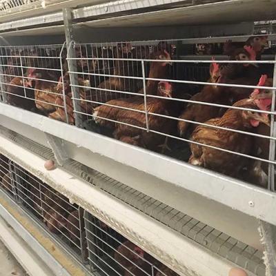 Cina 128 - 256 uccelli/dimensione delle gabbie 120 * 60 * 70cm del pollo strato dell'insieme con l'alimentatore corrente in vendita