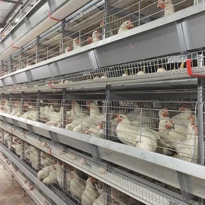 Cina 128 - 256 uccelli/dimensione delle gabbie 120 * 60 * 70cm del pollo strato dell'insieme con l'alimentatore corrente in vendita