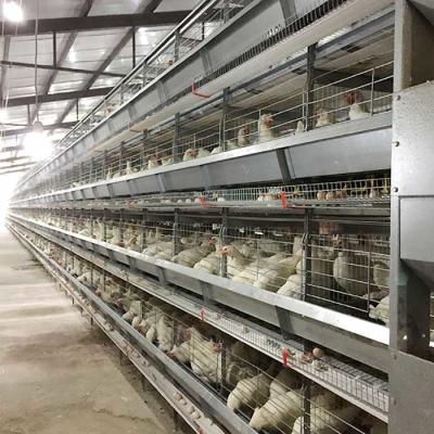 Cina Azienda agricola che solleva risparmio di lavoro di alta efficienza della gabbia del pollo di strato con l'illuminazione in vendita
