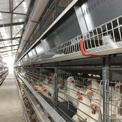Cina 4 - controllo d'innalzamento della batteria della gabbia del pollo del pollame di 8.5m con il collettore automatico dell'uovo in vendita