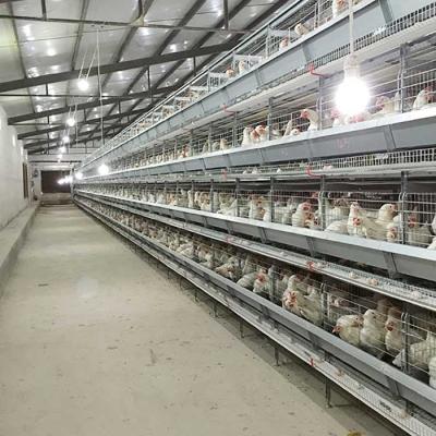 Cina risparmio di lavoro Eco di controllo automatico della gabbia del pollo del pollame di 120 * di 60 * 70cm amichevole in vendita