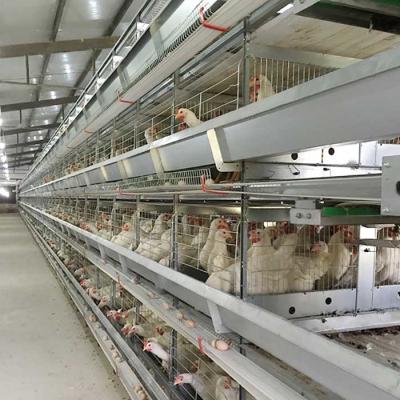 Cina Azienda agricola che solleva risparmio di lavoro di alta efficienza della gabbia del pollo di strato con l'illuminazione in vendita