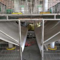 China Stable Farm Rabbit Cage Automatic Drinking / Cleaning 25 Years Use Life for sale