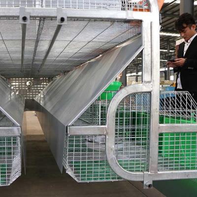 Cina la conigliera robusta di altezza di 1500mm, impermeabilizza la gabbia enorme del coniglietto di 2 file in vendita