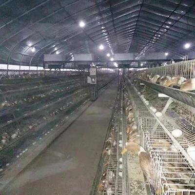 Cina Un'azienda avicola di Duck Breeding Farming Cage For di strato del pollo della struttura in vendita