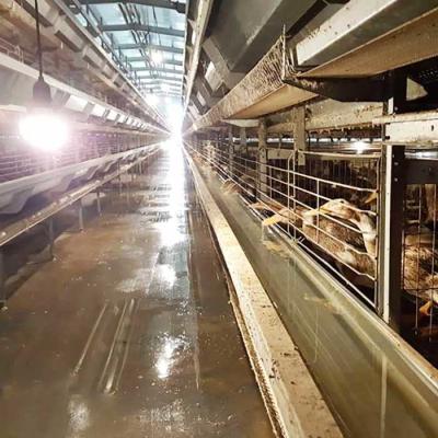 Cina Gabbia automatica durevole di Duck Cage Factory Commercial Duck per le uova in vendita
