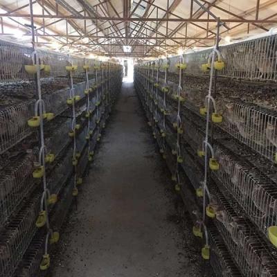 China Automatic Battery Cage For Poultry , 5 Tiers / 6 Tiers Medium Sized Bird Cage for sale