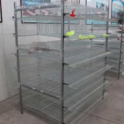 China 576 Quails Quail Cage H Type 6 Tier Automated Controlled System for sale