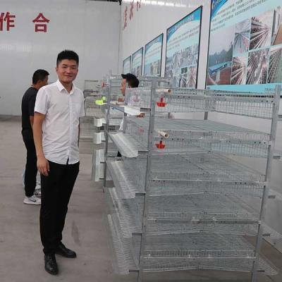China Automatic Feeding Poultry Layer Cage For Quail Farming Q235 Steel Wire Material for sale