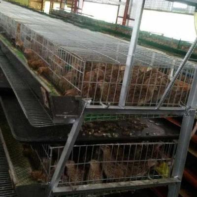 China Less Legs Twisting / Injury Quail Cage Safe For Major Breeding Industries for sale