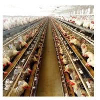 China Hot Galvanized Q235 A Type Layer Cages 20 years Automatic Drinking System for sale