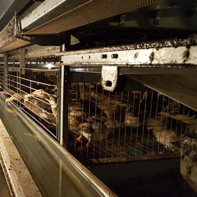 Cina Tipo uovo galvanizzato caldo Duck Poultry House Cages Egg Duck Cage di H di strato di 3/4tiers in vendita