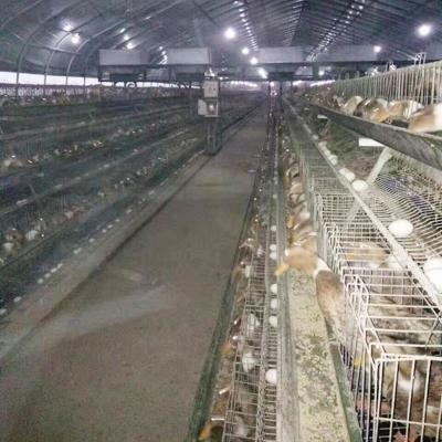 Cina Duck Farming Battery Type Cage, Duck Farming Cages For Sale automatico in vendita