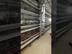 Farming 4 Door H Layer Chicken Cage With Nipple Drinker