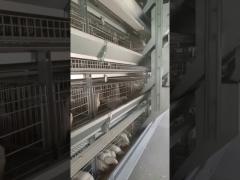 Egg Holding Wired Layer Farming Cage Scientific Designed