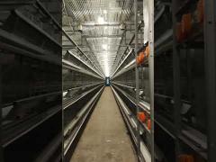 Poultry Farming 3 Tier Layer Chicken Cage Eletro Galvanized