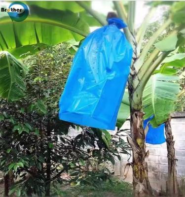 China Perforated Polyethylene Plastic Banana Protection Bag Banana Bunch Cover Supplier for sale