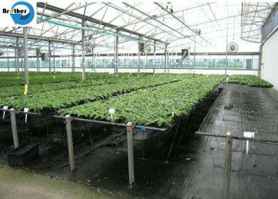 China Ground Cover, Grass Weed Ground Cover Cloth Anti Grass Cloth Weed Fabric à venda