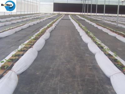 中国 Woven Agriculture Fabric PP Ground Cover / UV Treated Durable Weed Barrier Grass Control Fabric 販売のため