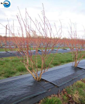 China PP Woven Weed Barrier Control Sulzer Weed Mat Ground Black Cover Fabric in Garden / Greenhouse en venta