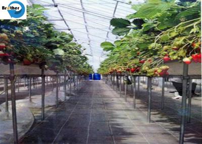 China White Puncture Resistant Geotextile Greenhouse Net Weed Control Fabric Weedbarrier with 80GSM Ground Cover à venda